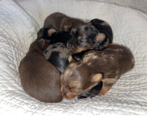 Available Puppies - SunSol Kennels
